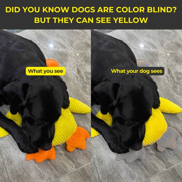 The Calming Duck – Paws and Purrz